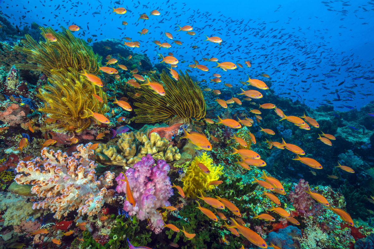 Blue Planet Two: David Attenborough returns to the oceans - Unearthed