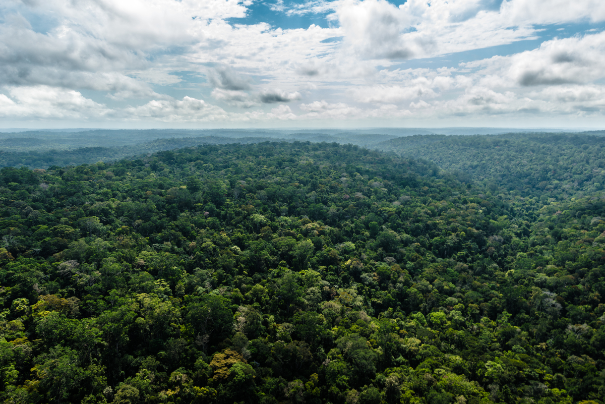 Video Why Forests Really Matter For Climate Change Unearthed