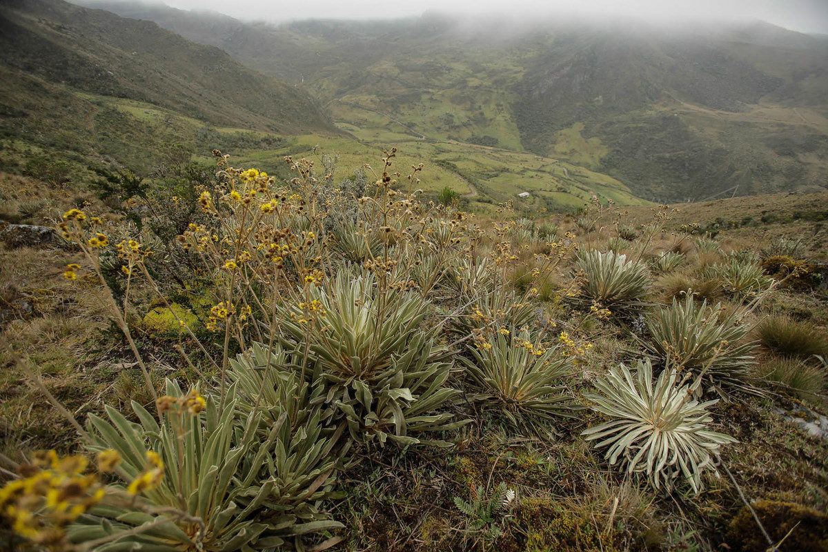 These young Colombians are suing the government over climate change ...