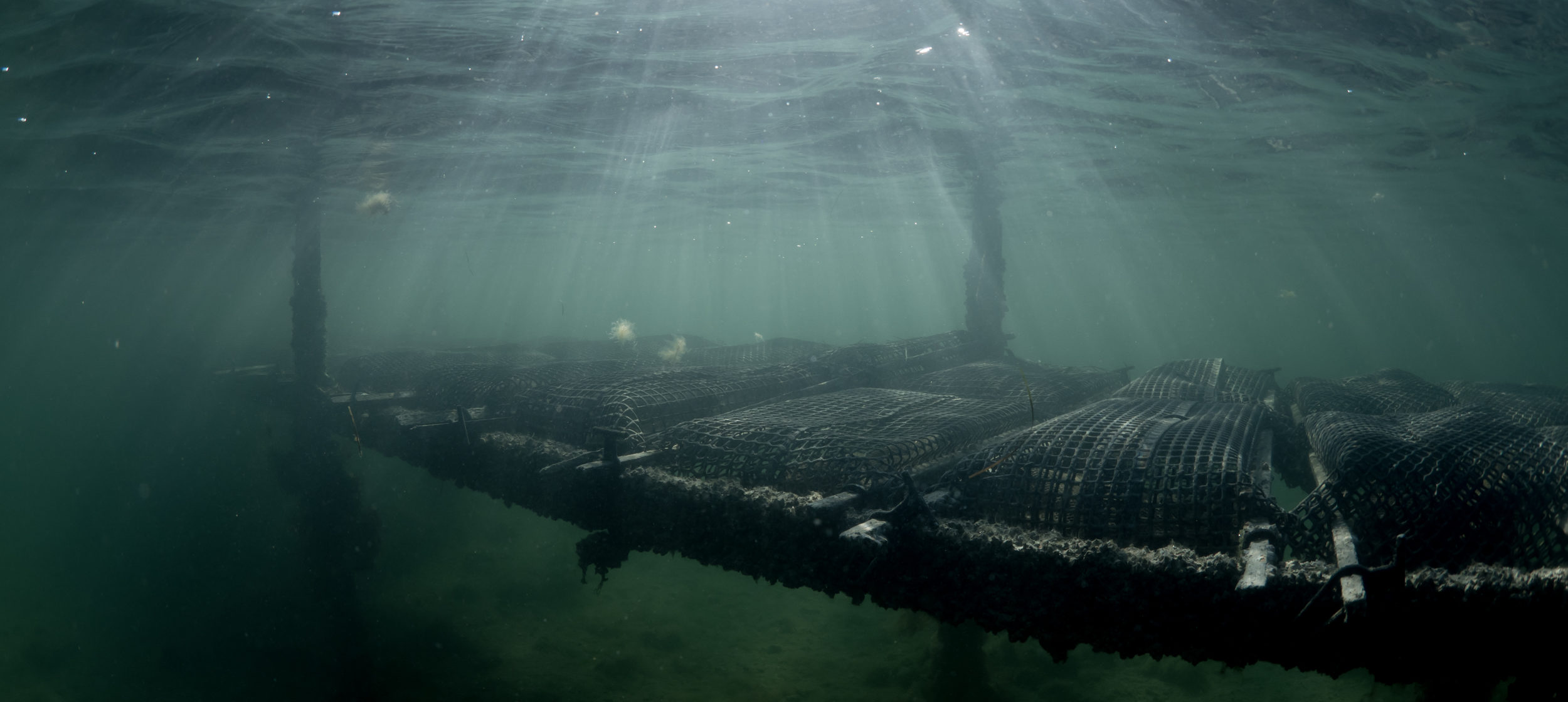 In photos: The pristine Great Australian Bight is in the oil industry's ...