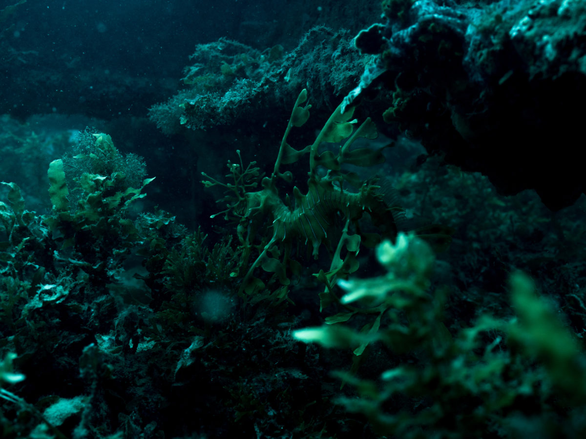 In photos: The pristine Great Australian Bight is in the oil industry's ...