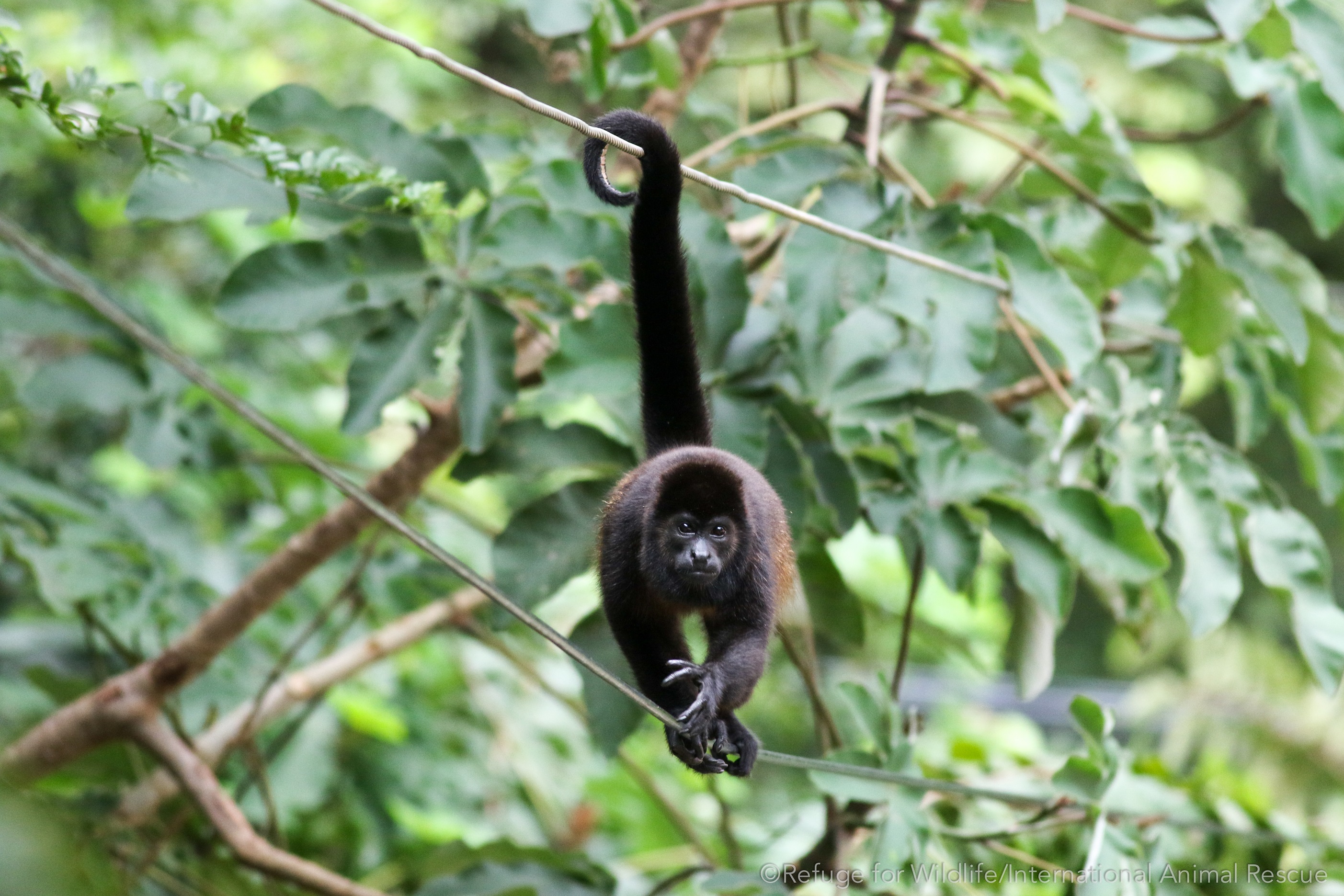 Cut-price power lines are killing howler monkeys in Costa Rica - Unearthed