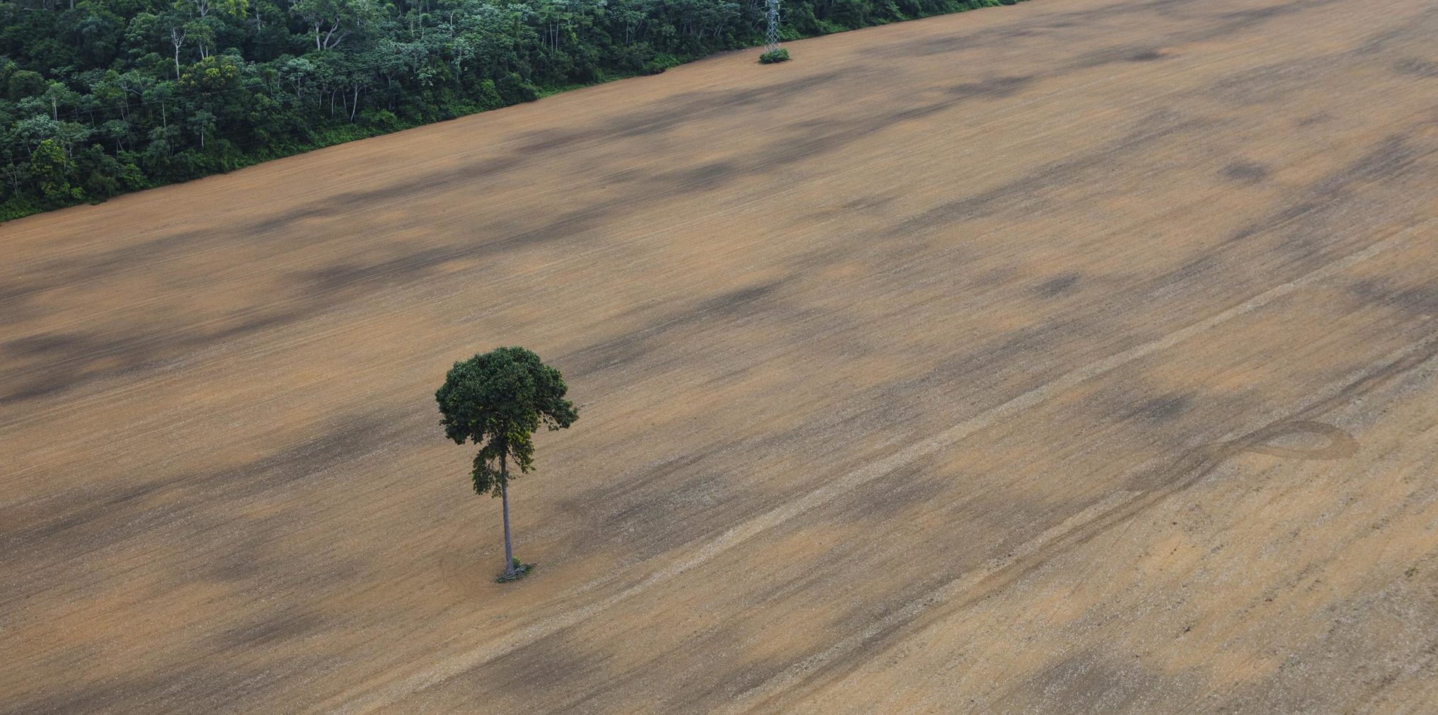 'We are losing the web of life': why the global nature crisis is as ...