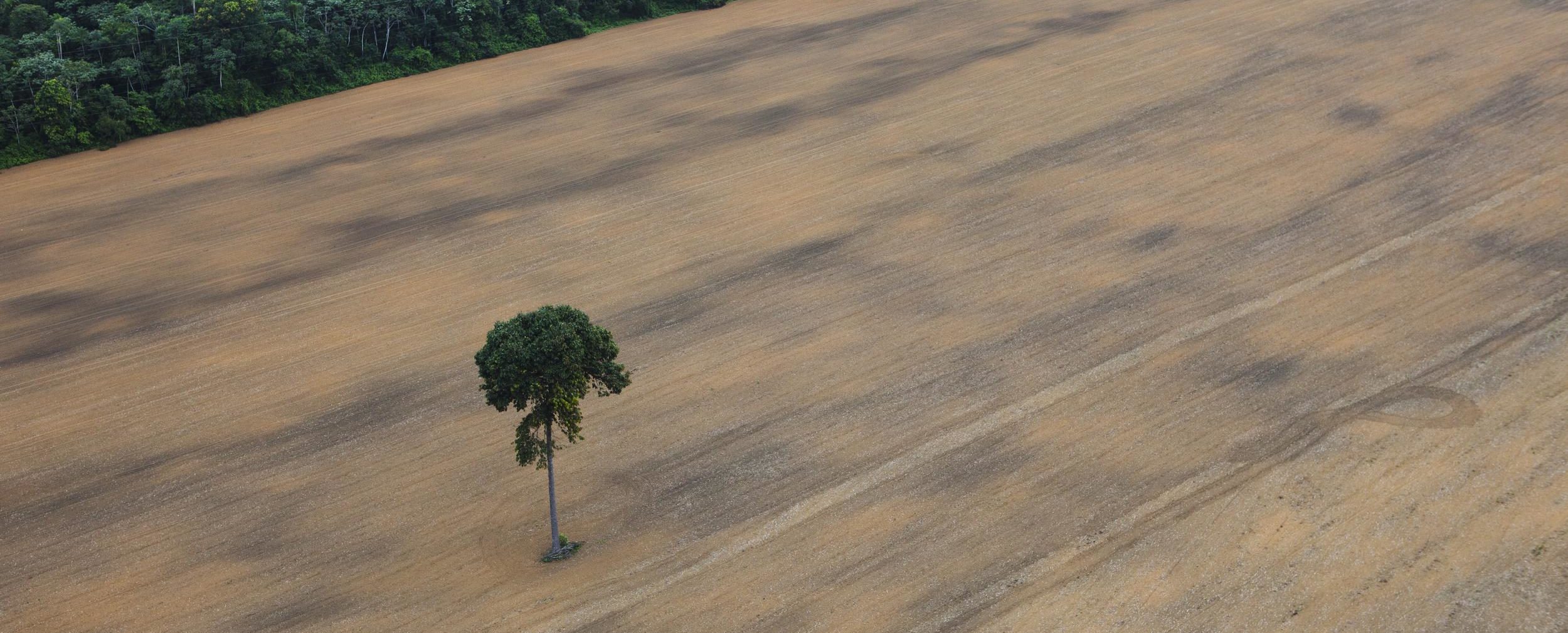 'We are losing the web of life': why the global nature crisis is as ...