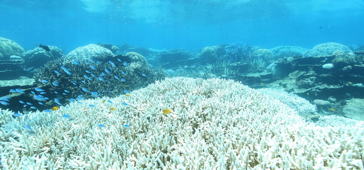 'We are losing the web of life': why the global nature crisis is as ...