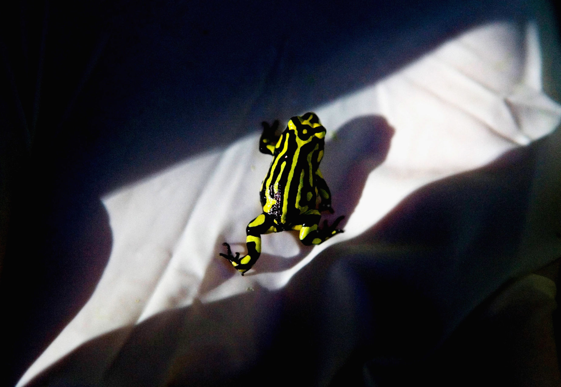 'We are losing the web of life': why the global nature crisis is as ...