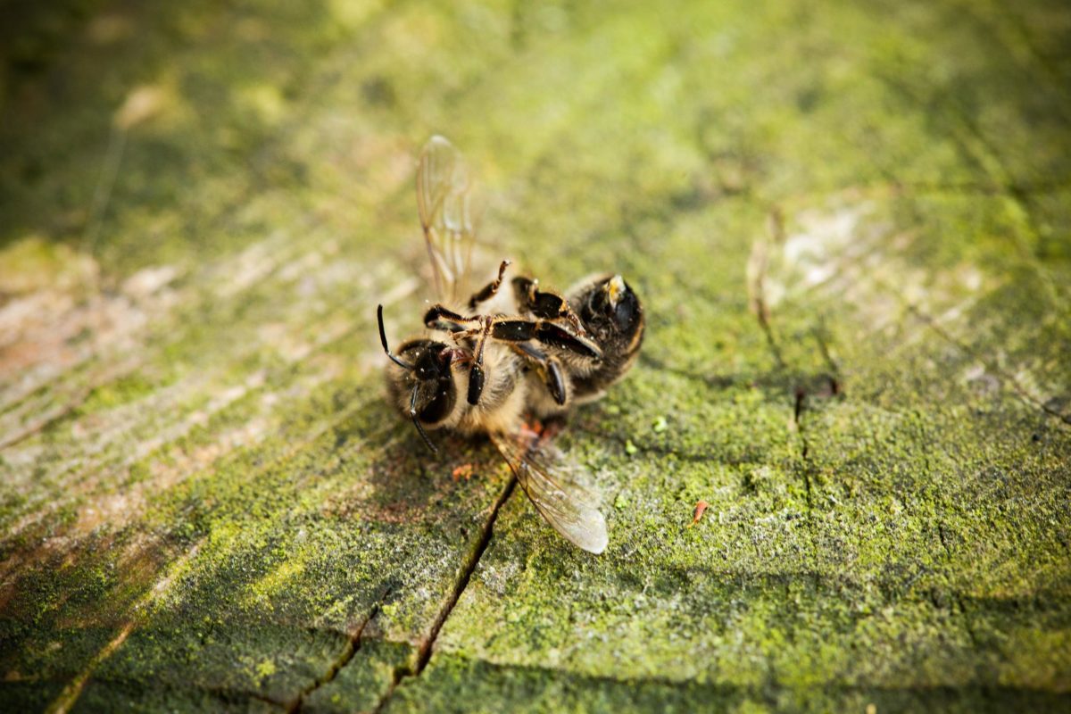 Revealed: Pesticide giants make billions on toxic, bee-harming ...