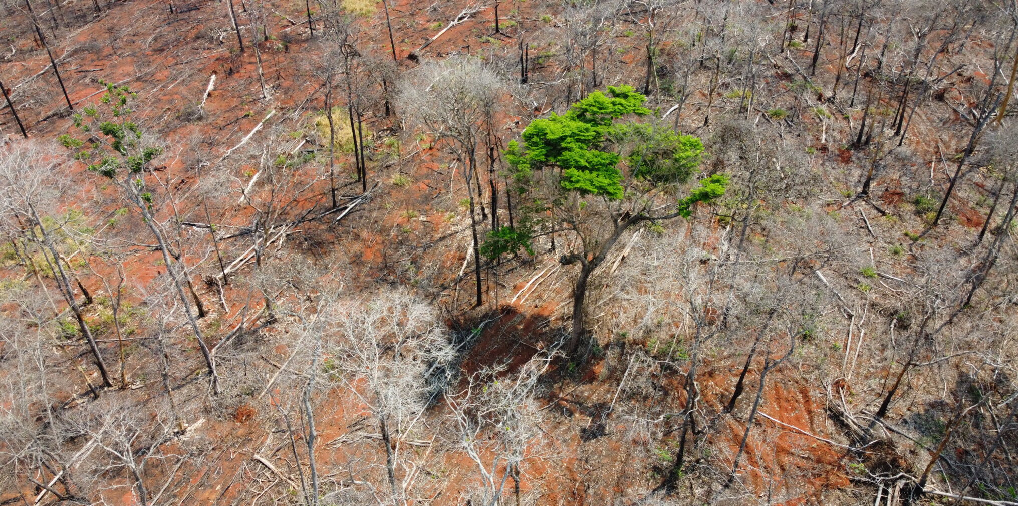 Deforestation up close: a surreal journey through Brazil's soya ...