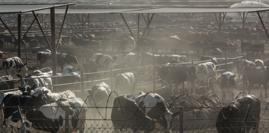 How the beef industry is trying to change the maths of climate change ...