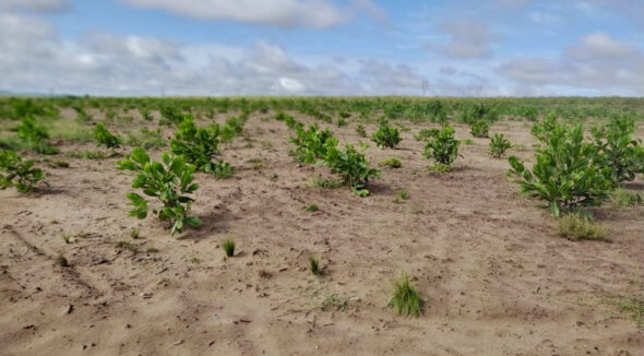 Investigative journalism from Greenpeace UK - Unearthed