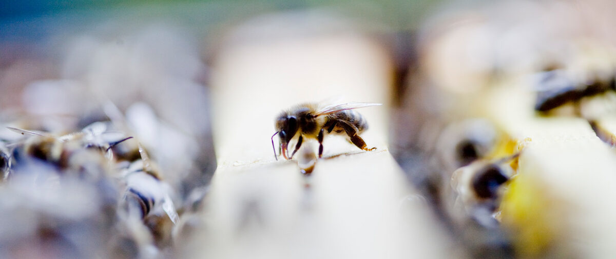 EU still sending banned bee-killing pesticides to poorer countries ...