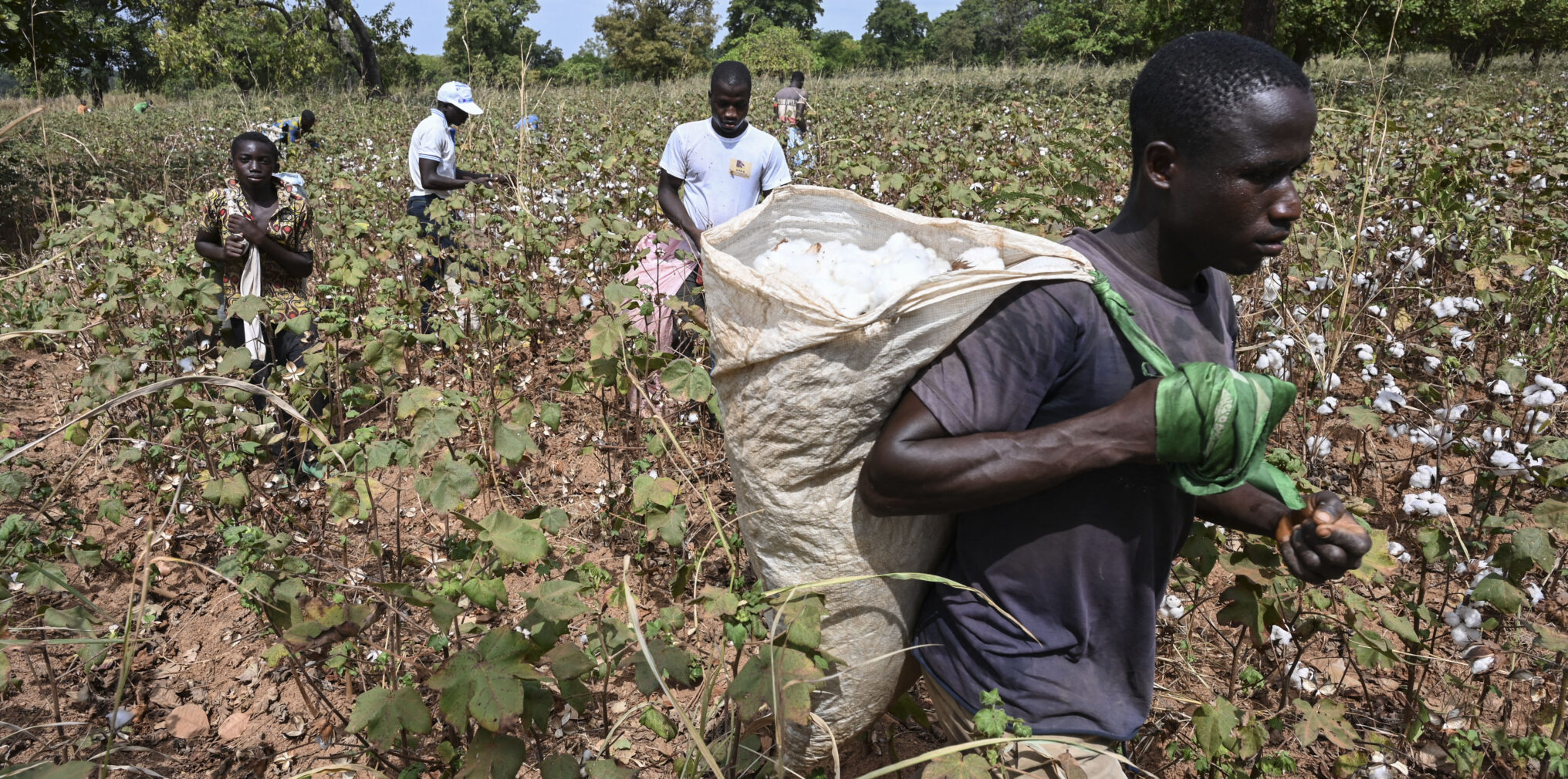 ‘Ultimate hypocrisy’: UK exported 8,500 tonnes of banned pesticides ...