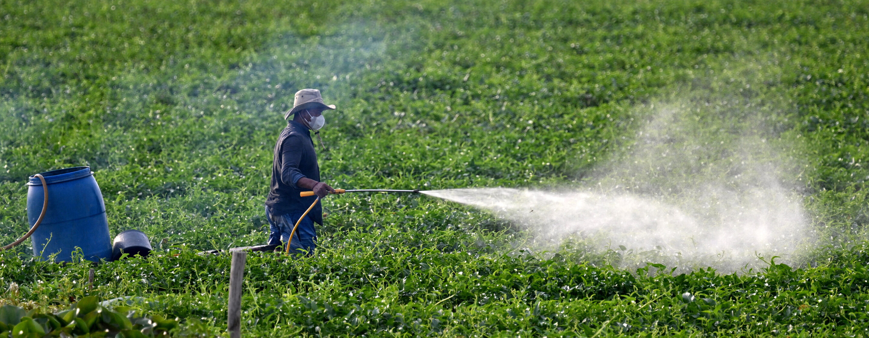 EU banned pesticide trade expands despite promises to end it - Unearthed